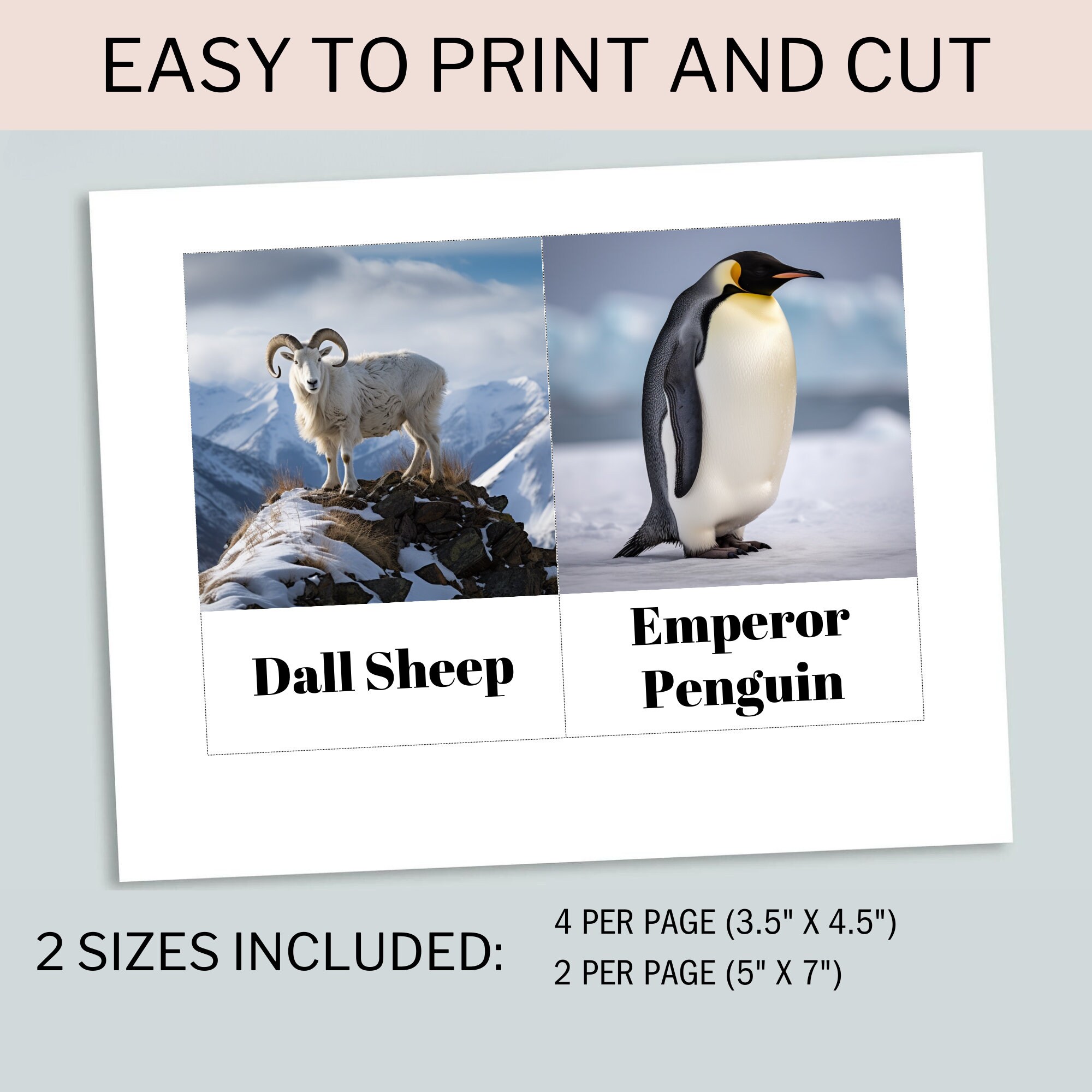 Polar Animal Kids Flashcards for Montessori Educational With Realistic ...