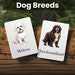 Dog Breeds Printable Flash Cards Learning Tool for Education About Fun ...