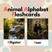 Animal Alphabet Flashcards Educational Printable Flashcards for Kids ...