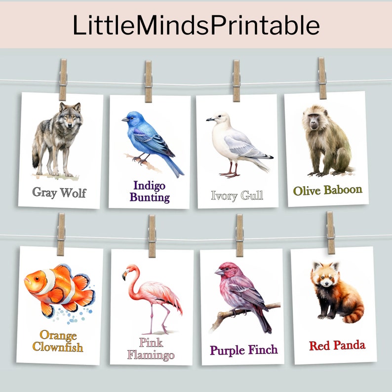 Colorful Animal Printable Flash Cards Learning Tool for Education About ...