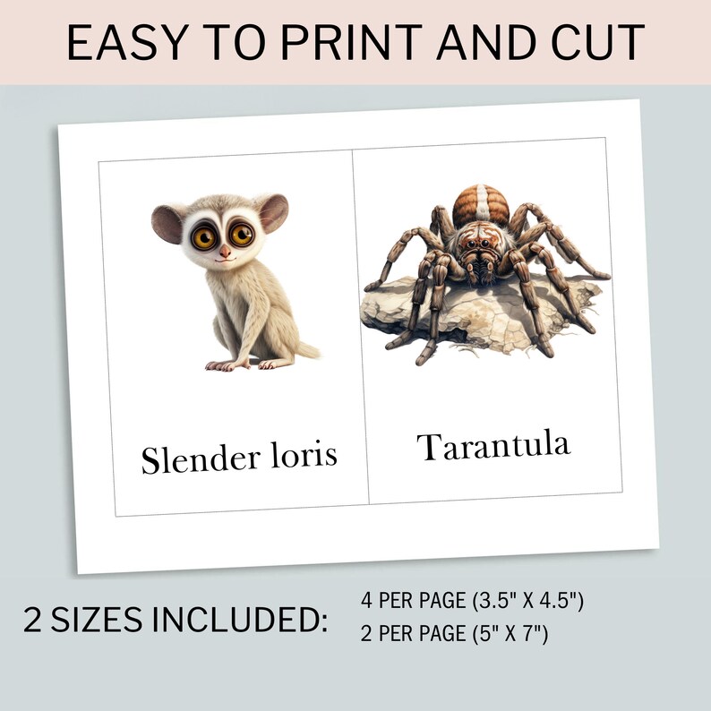 Nocturnal Animal Printable Flash Cards Learning Tool for Education ...