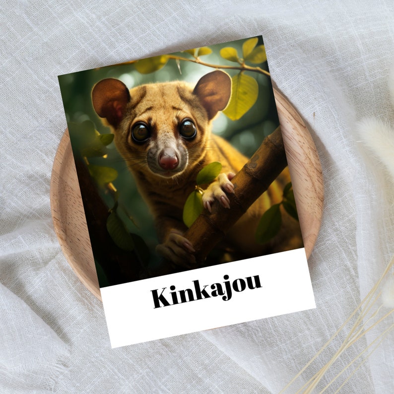 Tropical Rainforest Animal Printable Flashcards for Kids Printable ...