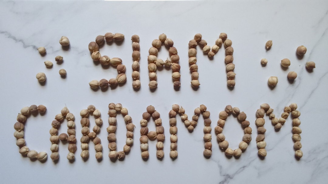 White Cardamom Siam Cardamom Siamese Cardamom Thai - Etsy