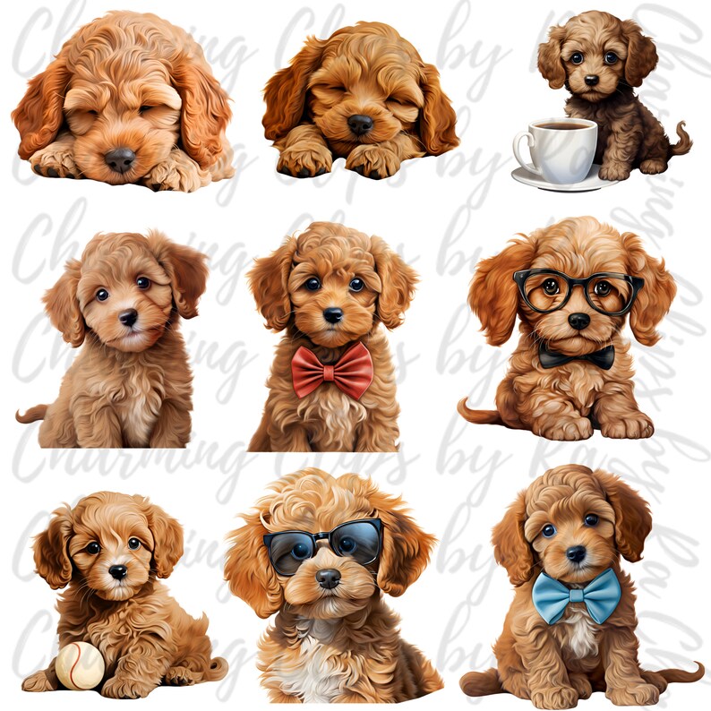 Cavapoo Clipart Dog Graphics Dogs Illustrations Dog Clipart Bundle Cute ...