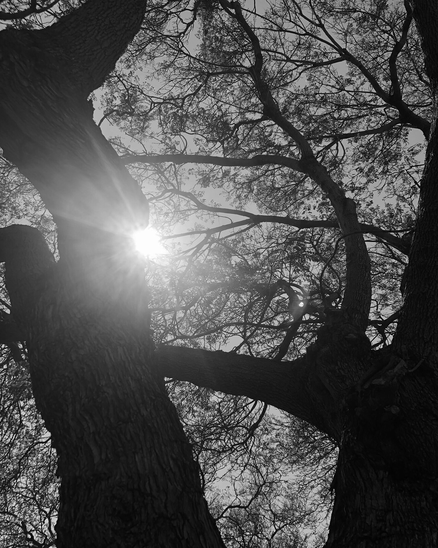 BNW Nature Photo - Etsy