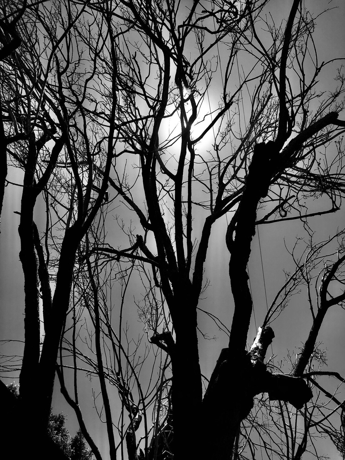 BNW Nature Photo - Etsy