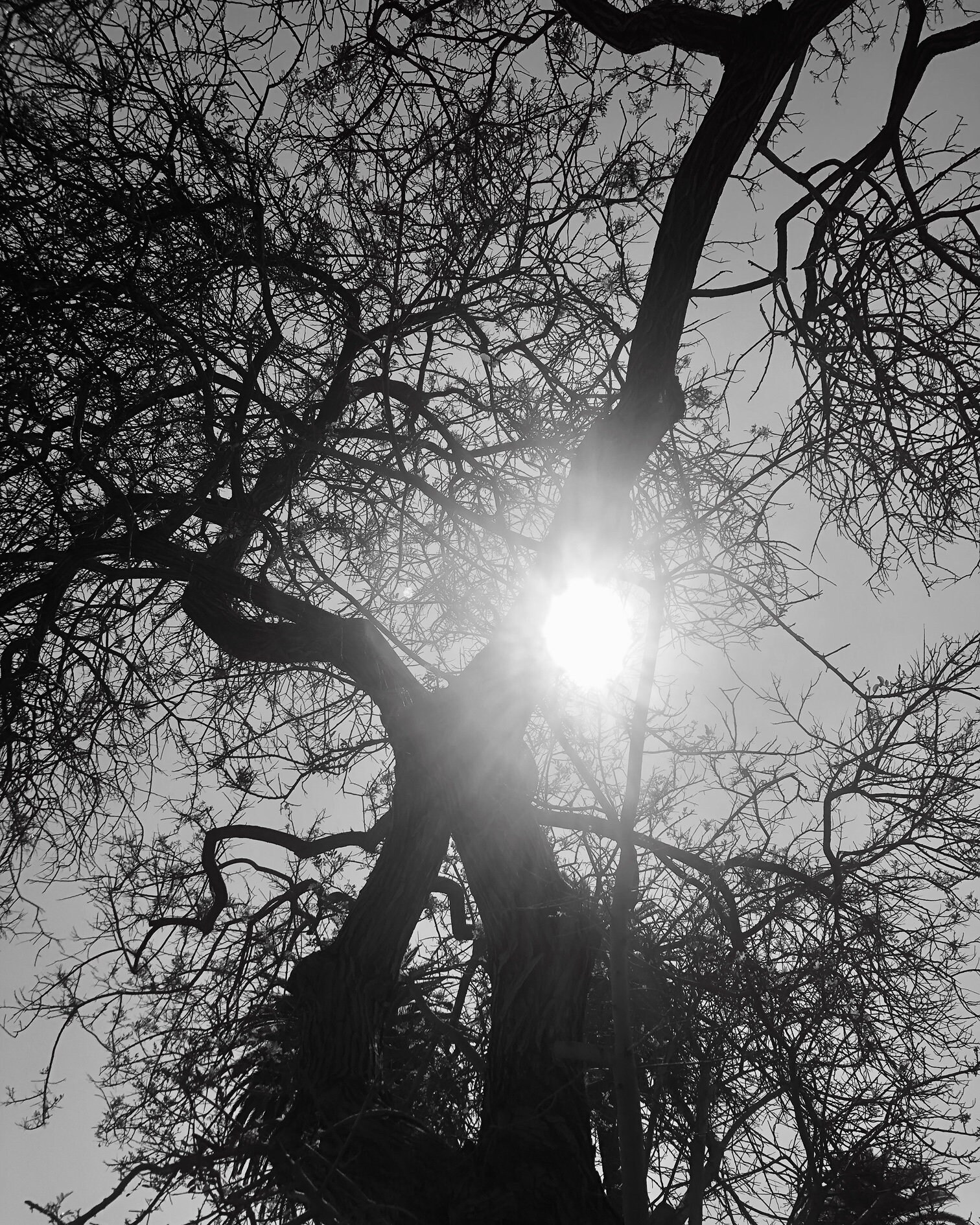 BNW Nature Photo - Etsy