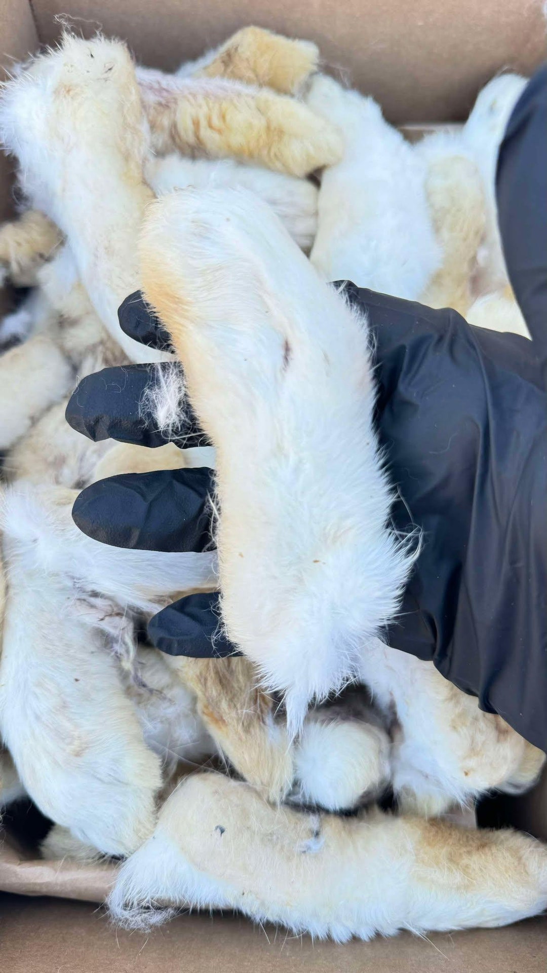NEW Whole Furry Rabbit Feet, Medium Sized 4.5" Average Length ...