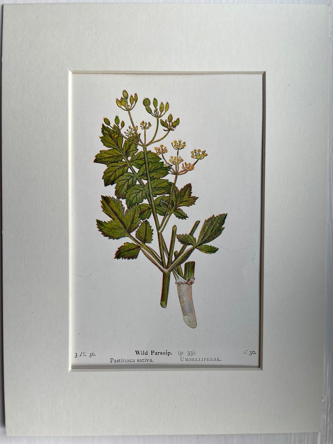 Botanical Original Print, Antique, Wild Parsnip by Edward Step, 1930 ...