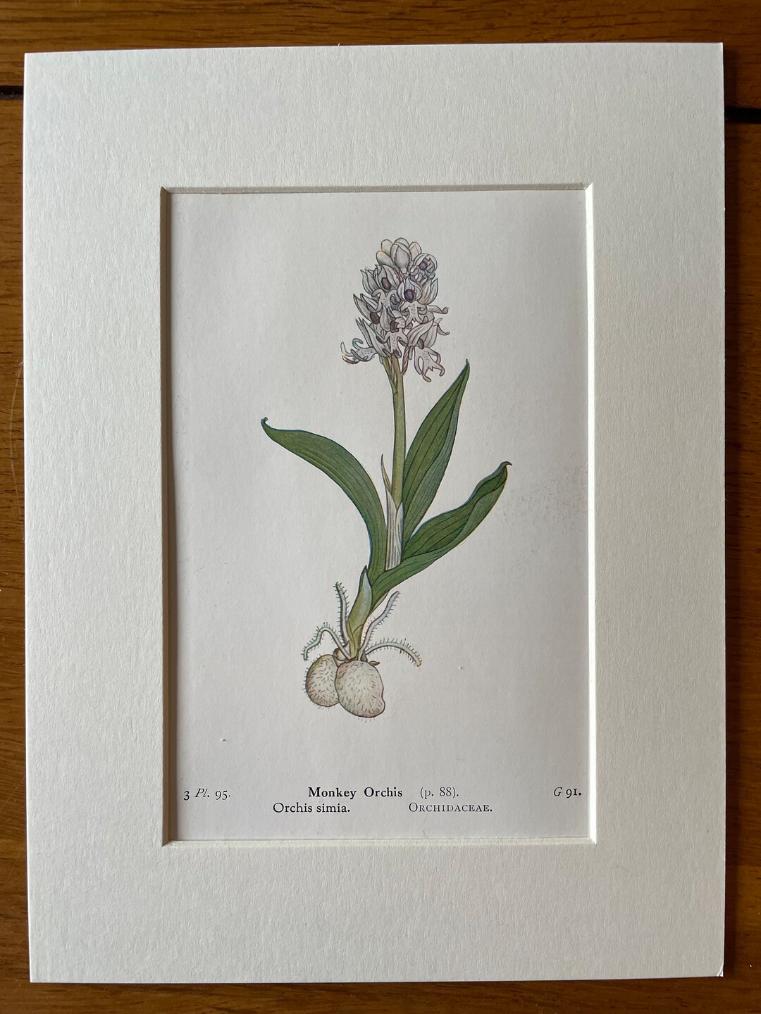 Monkey Orchid Antique Botanical Print, Edward Step, 1930 Wall Hanging ...