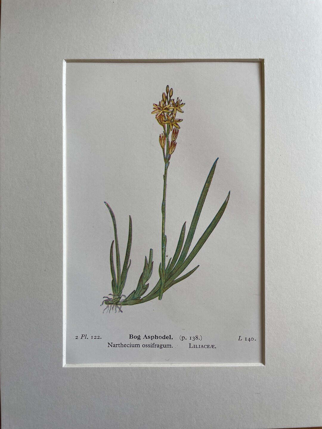 Botanical Original Print, Antique, Bog Asphodel, 1930 Wall Hanging Home ...