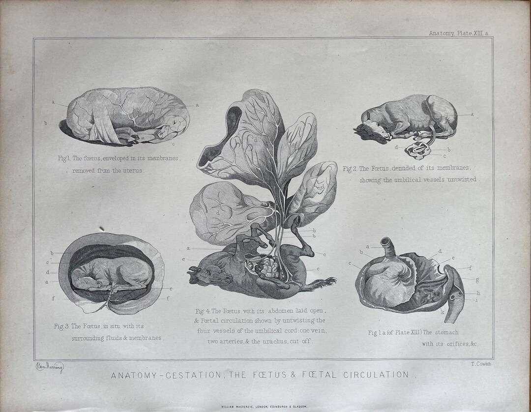 Horse Print, Anatomy - Gestation, the Horse Foetus, Original Large ...