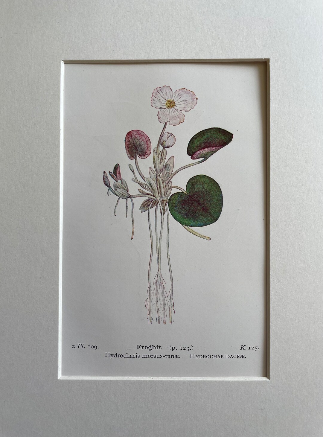Botanical Original Print, Antique, Frog-bit, 1930 Wall Hanging Home ...