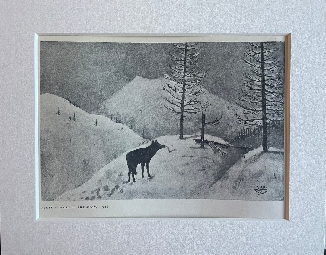 David Jones Vintage Print Wolf in the Snow 1906 Large - Etsy