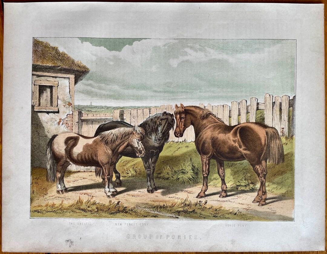 Ponies, the Sheltie, New Forest-pony, Horse Pony. Original Large ...