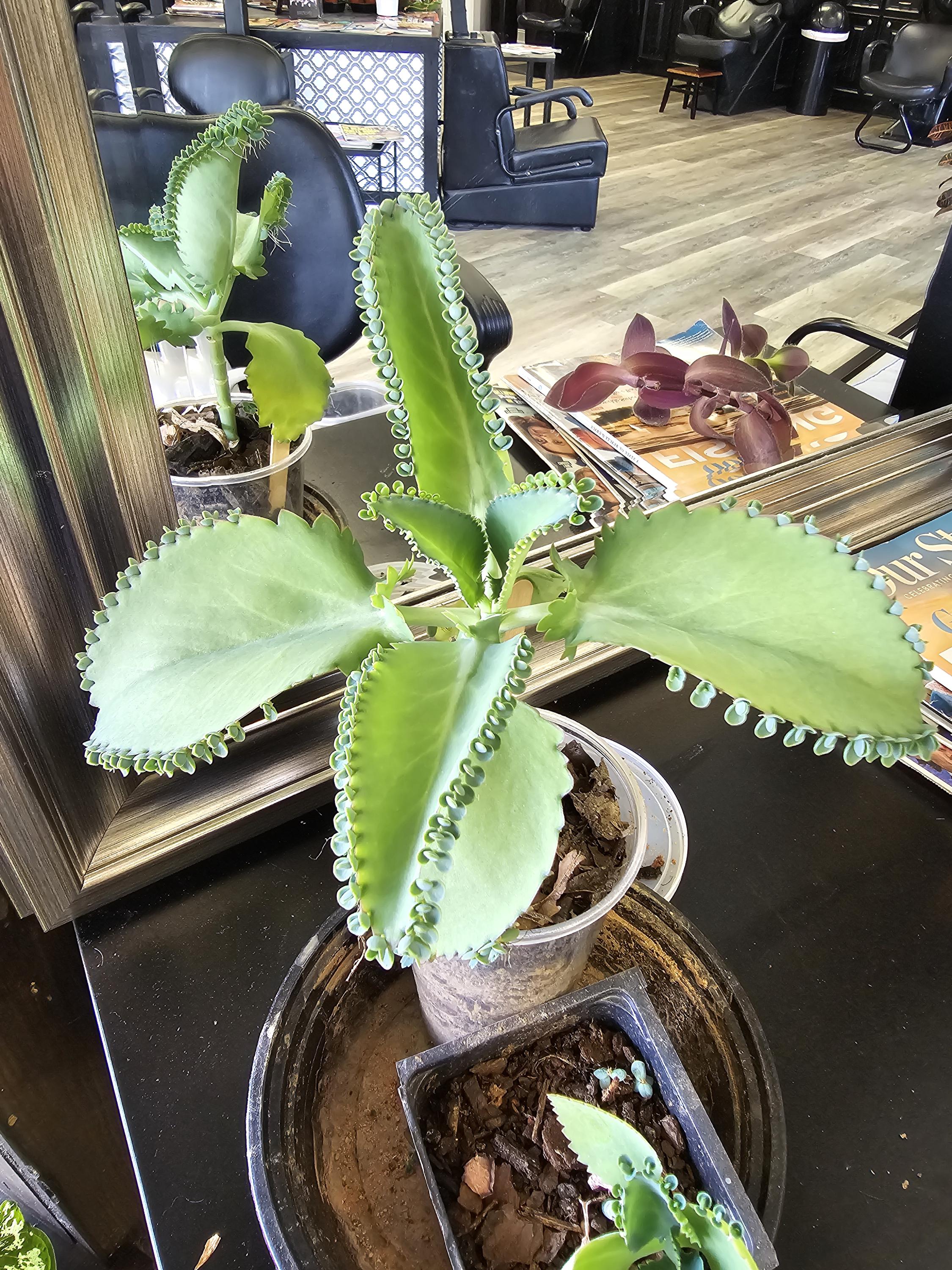 Mother of Thousands Mother Plant Fully Rooted and Ready for Their New ...
