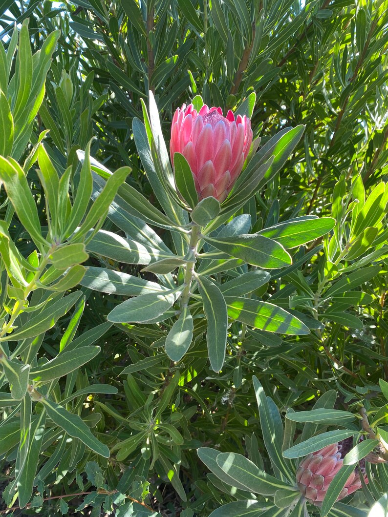 Fresh Queen Pink Ice Protea Flower - Etsy