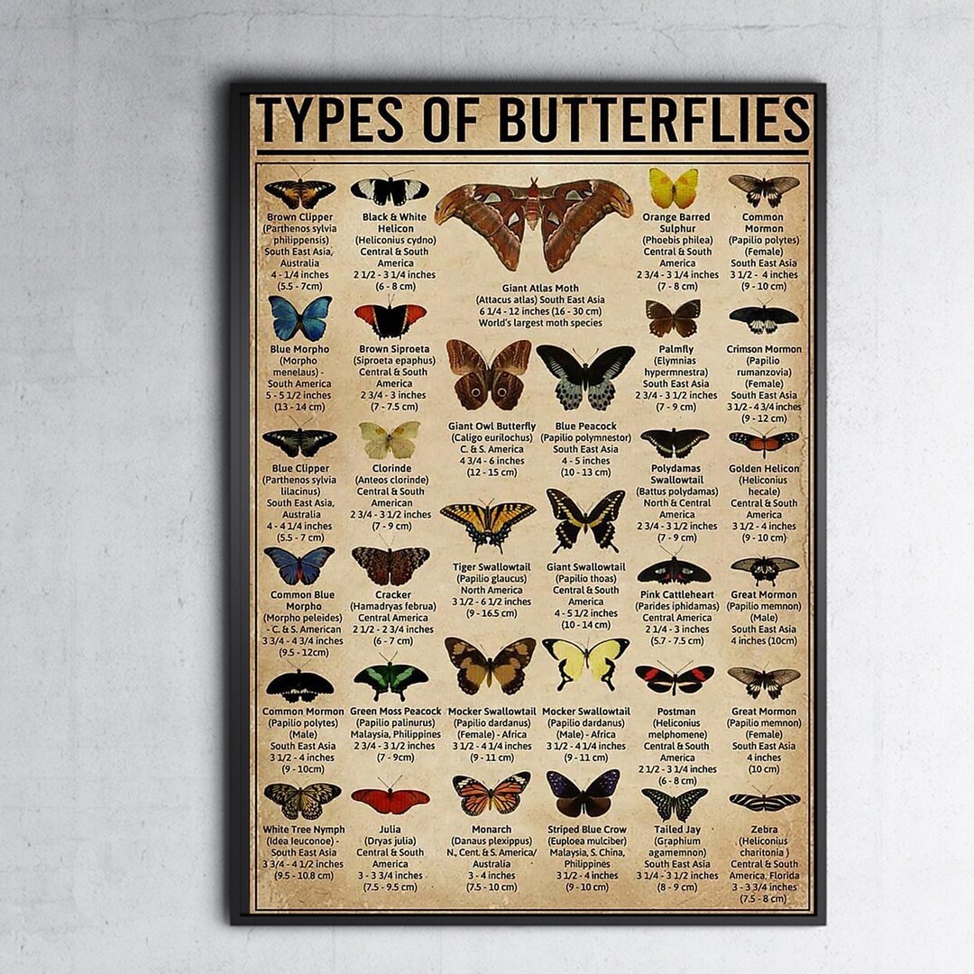 Types of Butterflies Knowledge Poster Vintage Butterfly - Etsy
