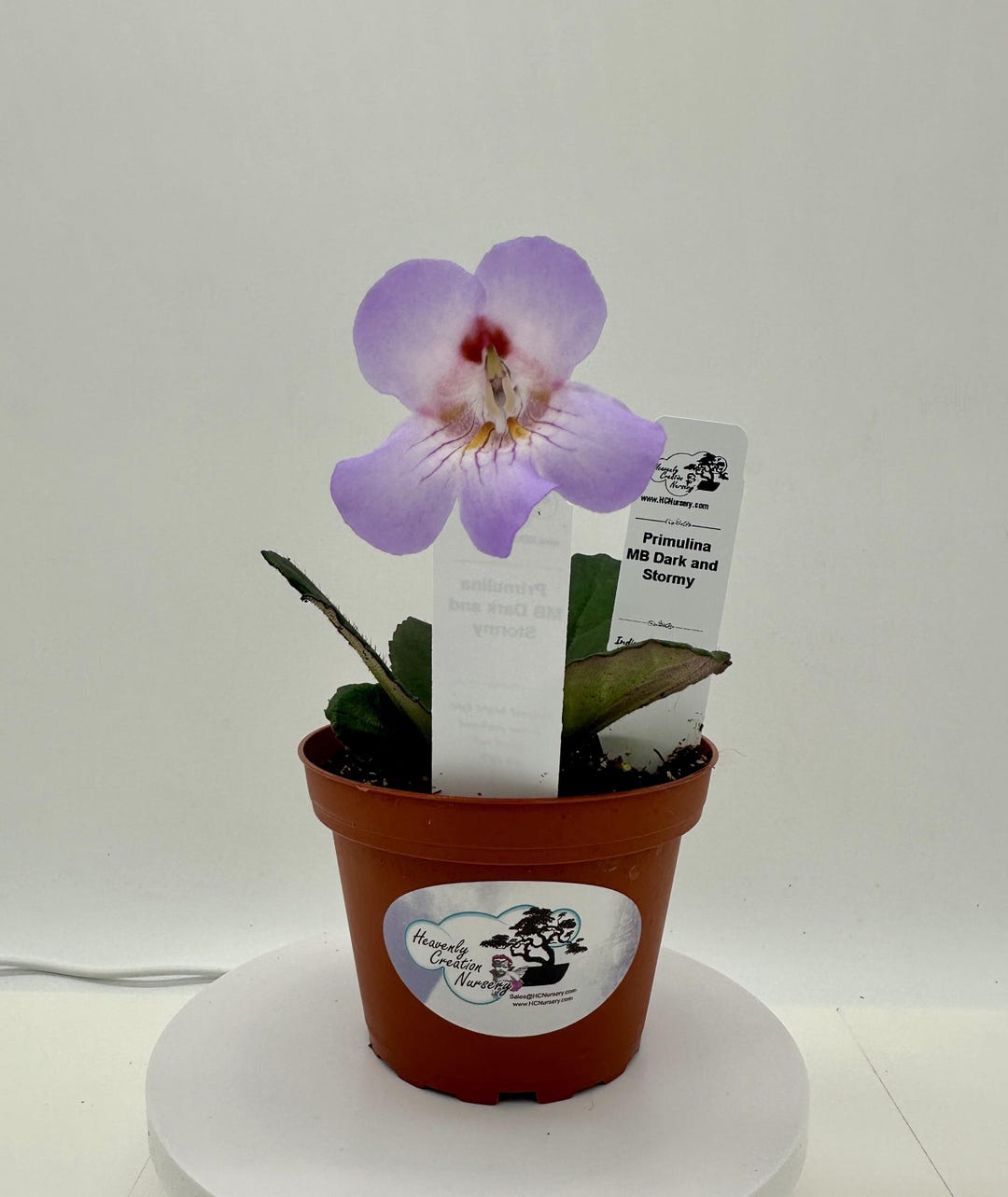 MB Dark and Stormy Primulina (asian Violet) - Live Plant 4" - Etsy