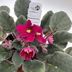 Pennsylvania - Live African Violet 4" - Series: U.S. States - Etsy