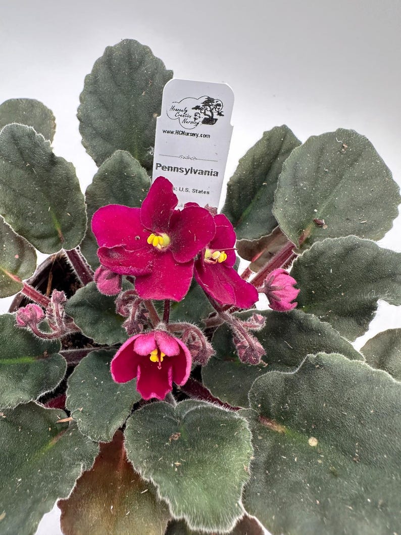 Pennsylvania - Live African Violet 4" - Series: U.S. States - Etsy