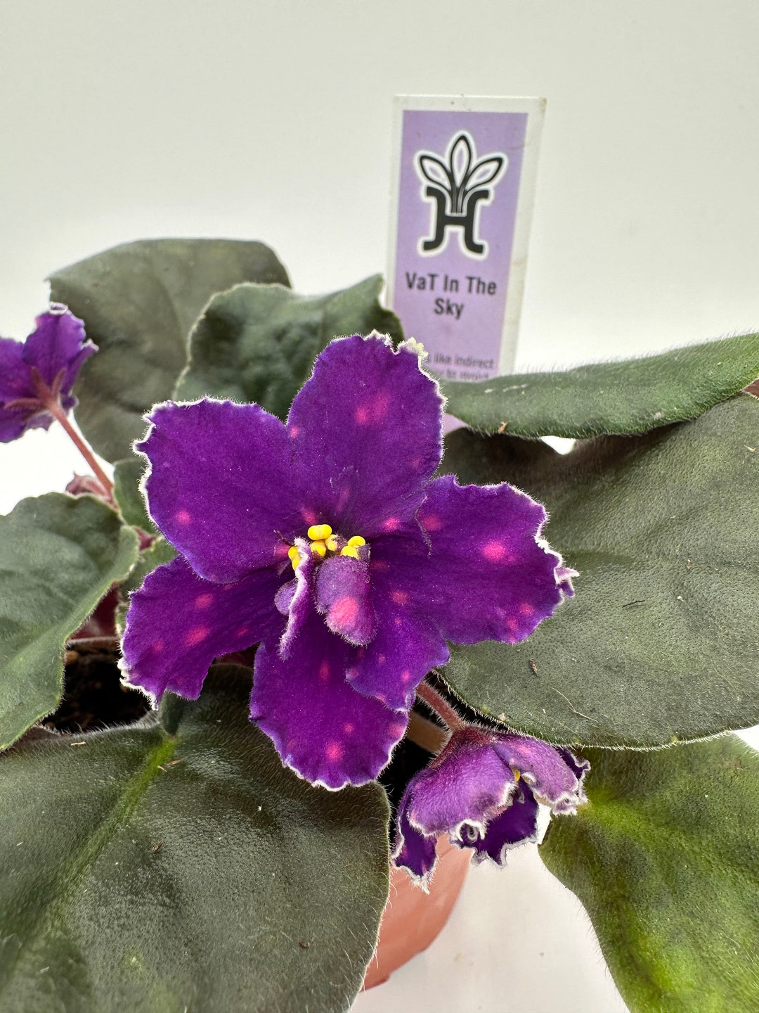 Vat in the Sky - Live African Violet 4" - Etsy