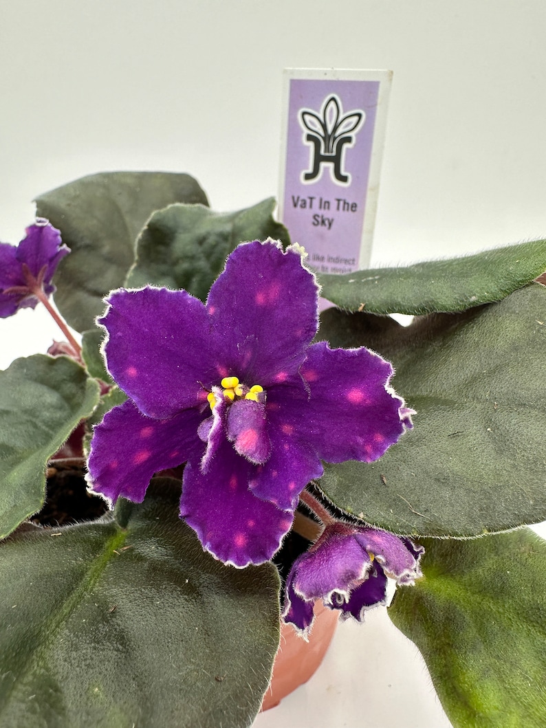 Vat in the Sky - Live African Violet 4" - Etsy