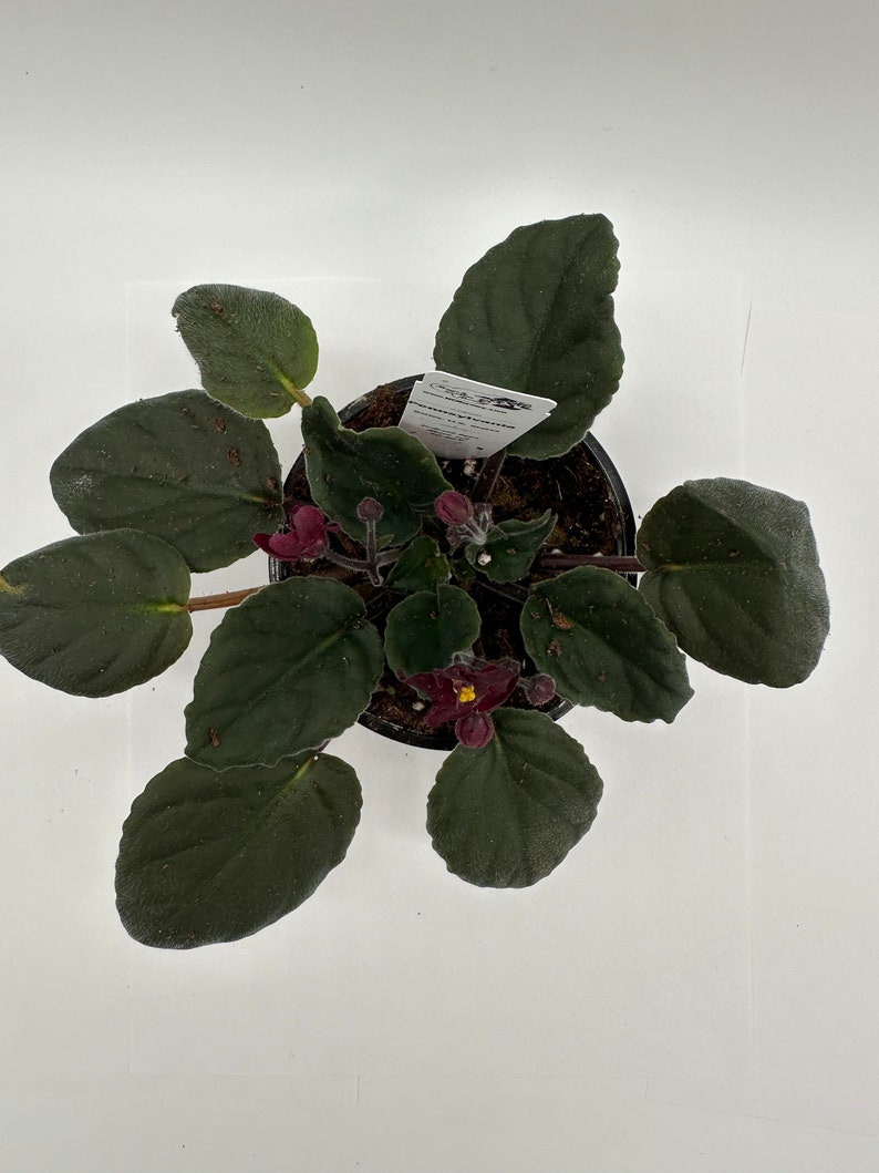 Pennsylvania - Live African Violet 4" - Series: U.S. States - Etsy