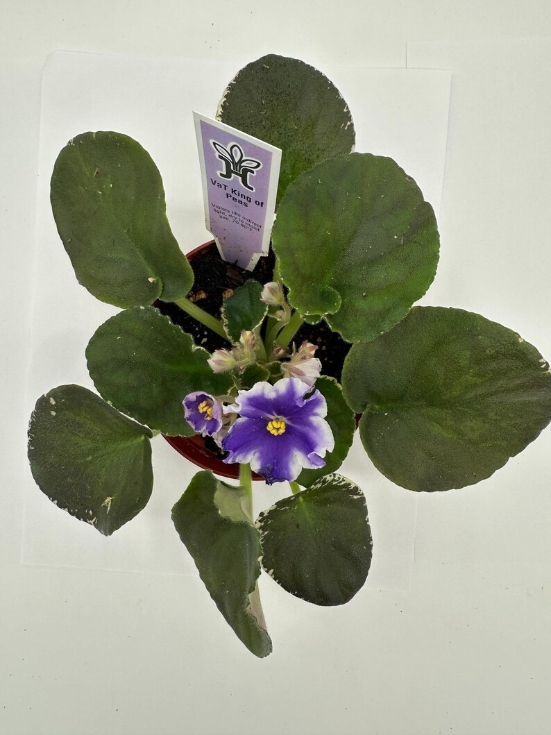 Vat King of Peas - Live African Violet 4" - Etsy