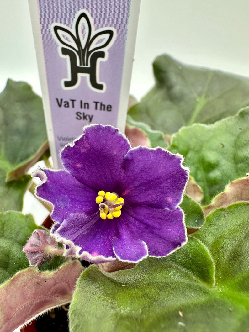 Vat in the Sky - Live African Violet 4" - Etsy