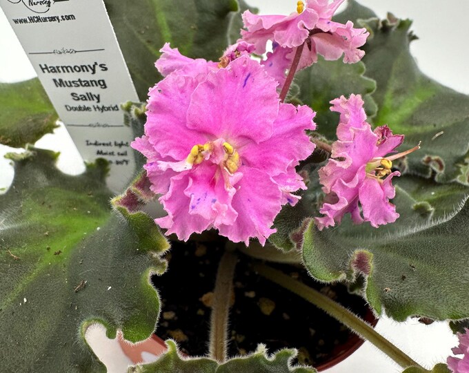 Harmony's Mustang Sally - Double Hybrid - Live African Violet 4" - Etsy