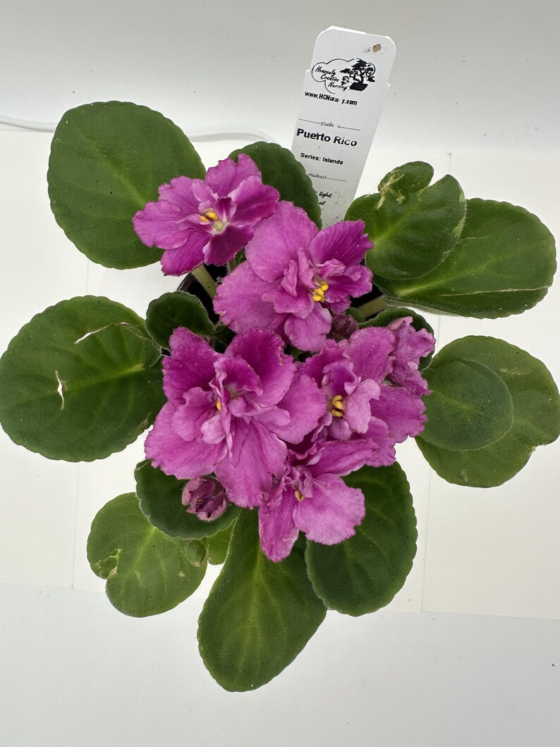 Puerto Rico - Live African Violet 4" - Series: Islands - Etsy