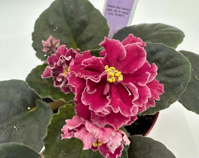 Secret Rendezvous - Live African Violet 4" - Etsy