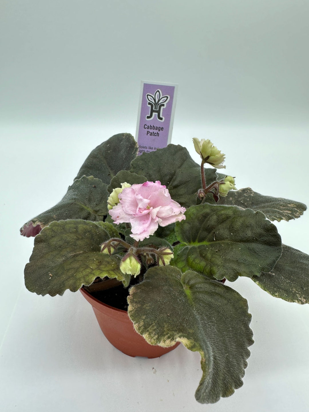 Cabbage Patch - Live African Violet 4" - Etsy