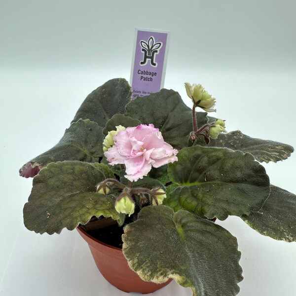 African Violets Patch - Etsy