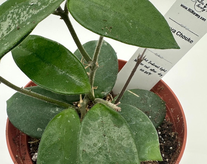 Hoya Cv. Chouke - Full & Trailing - Live Plant in 4” Hanging Basket - Etsy