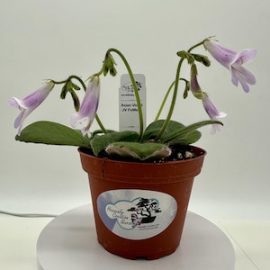 JV FuMed Asian Violet (Primulina) - Live Plant 4" - Etsy.de