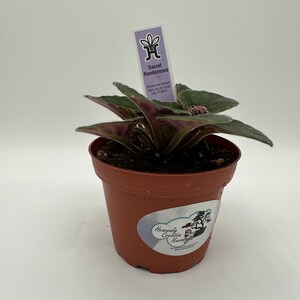 Secret Rendezvous Live African Violet 4 - Etsy