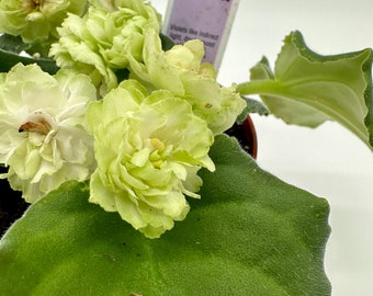 Secret Rendezvous - Live African Violet 4" - Etsy