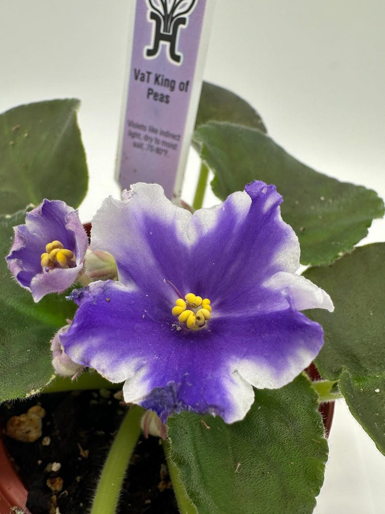 Vat King of Peas - Live African Violet 4" - Etsy