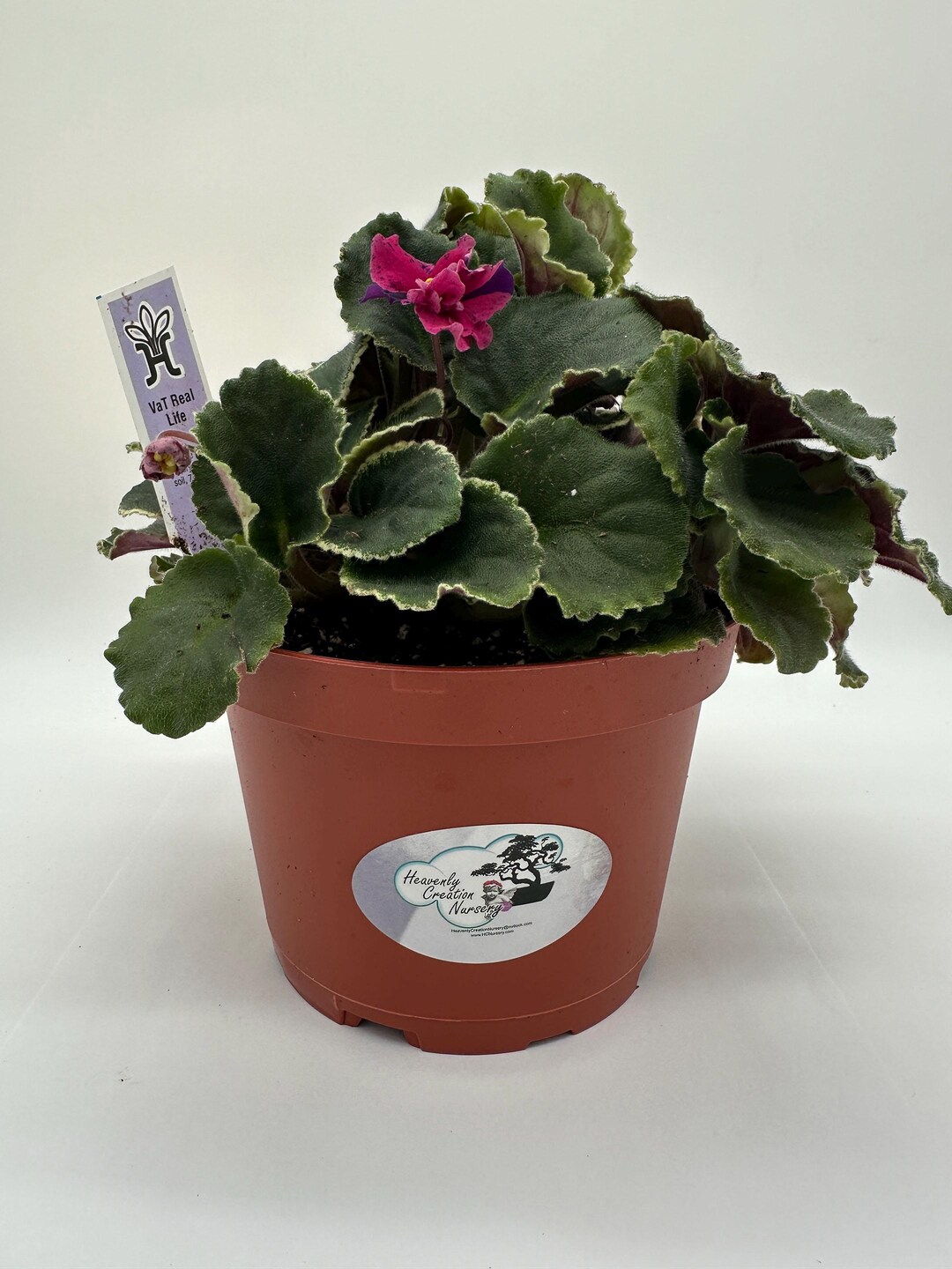 Vat Real Life - Live African Violet 6" - Etsy