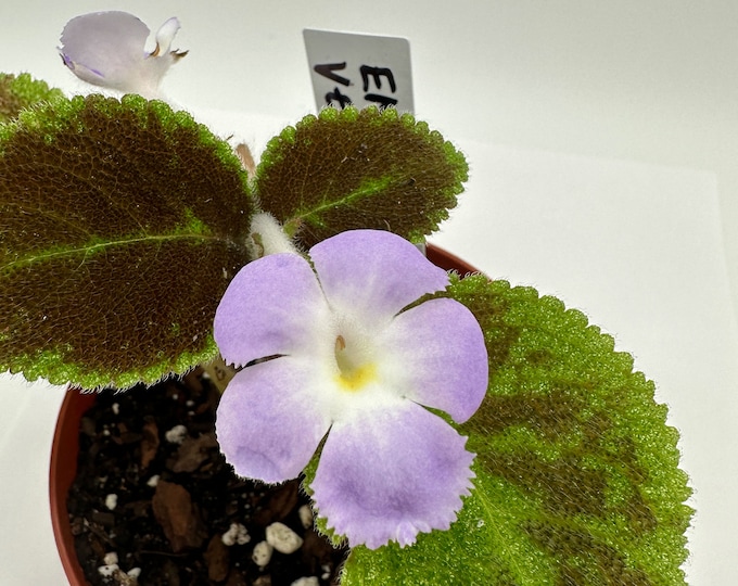 Episcia Tm-valencia. 2”pot - Etsy
