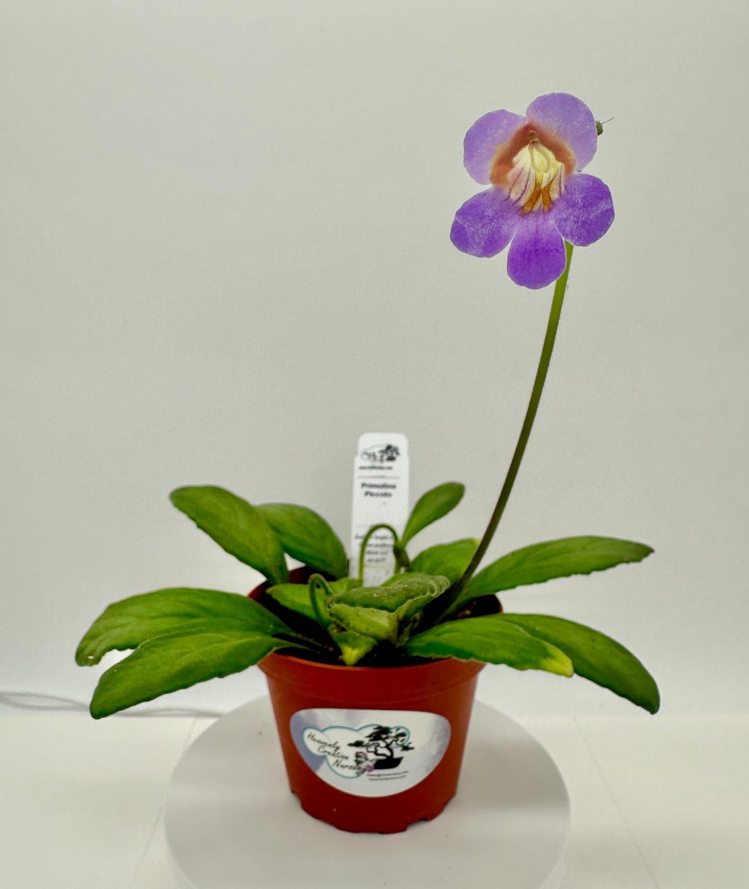Piccolo Asian Violet (primulina) - Live Plant 4" - Etsy