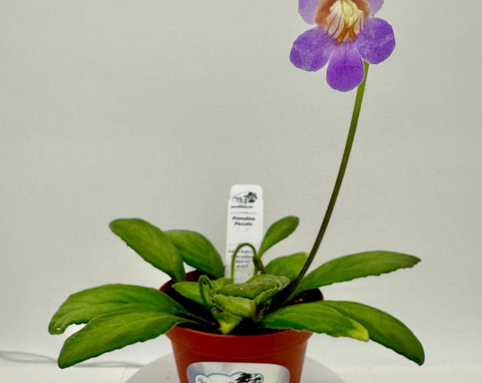 Piccolo Primulina (asian Violet) - Live Plant 4" - Etsy