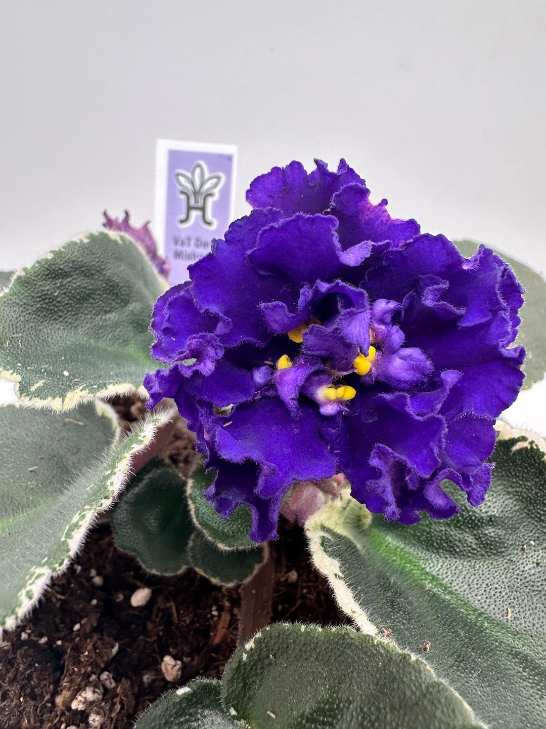 Vat Dark Mistress Purple - Live African Violet 4" - Etsy