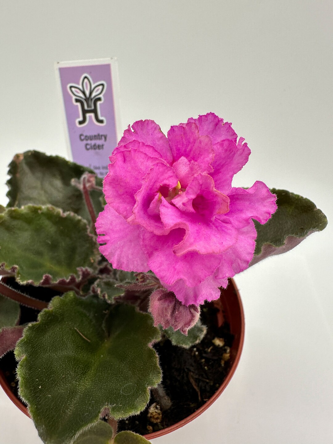 Country Cider - Live African Violet 4" - Etsy