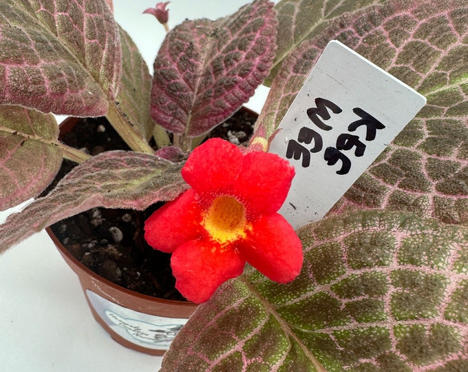 Episcia Pink Dreams, Colorful Flame Violet, Rooted Plant Shipped in 2 ...