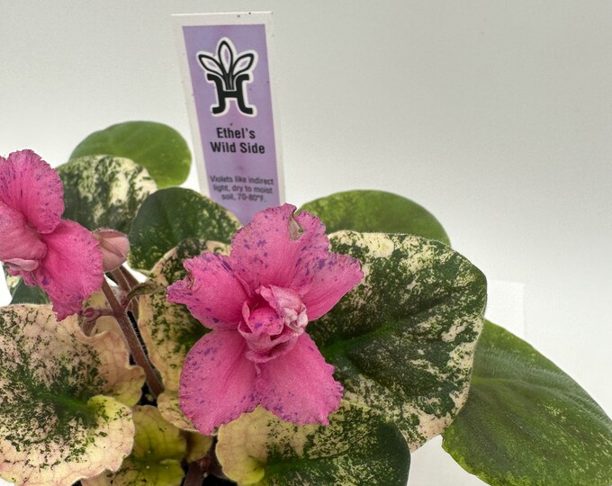 Secret Rendezvous - Live African Violet 4" - Etsy