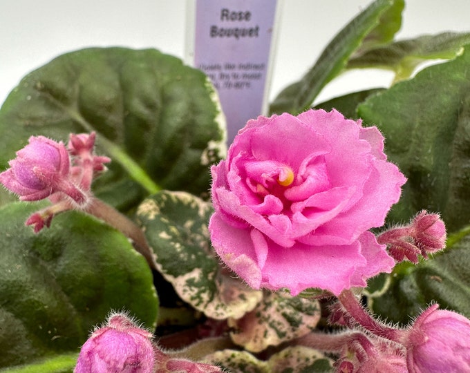 Rose Bouquet - Live African Violet 4" - Etsy
