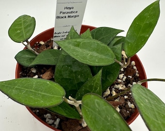 Hoya Parasitica Black Margins, Heart Leaf Hoya, Live Hoya Plant, Pet ...